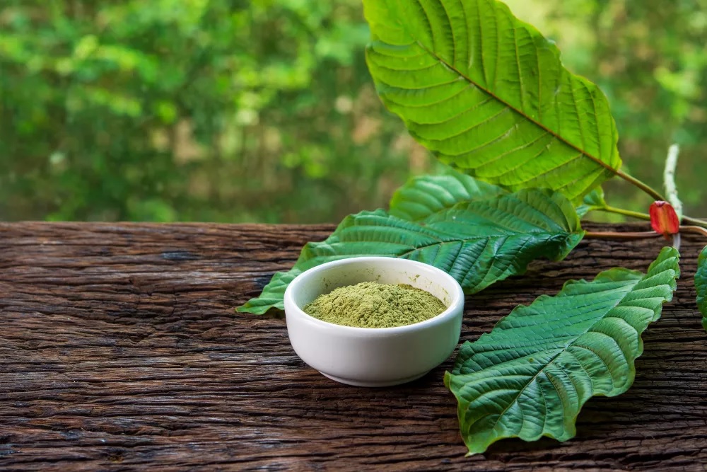 Kratom Addiction: Why is Kratom Addictive? | Avenues Recovery