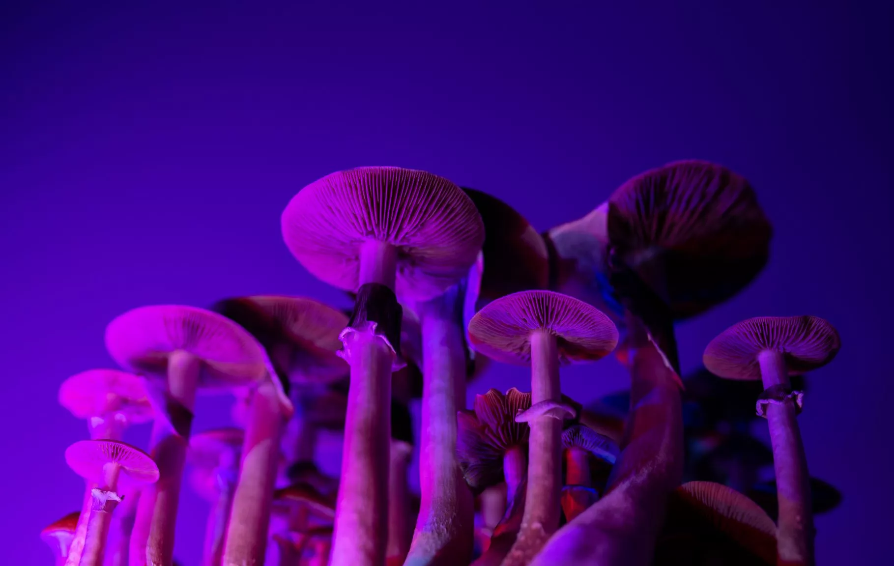 Psilocybin Trials Results for Addiction Treatment | Avenues Recovery